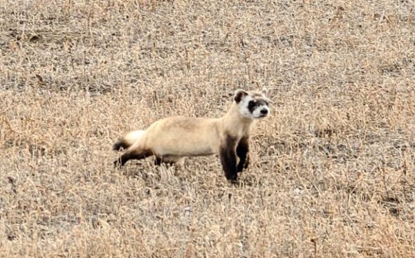 Standing Rock Sioux Tribe Game and Fish Program Partners with USFWS to ...