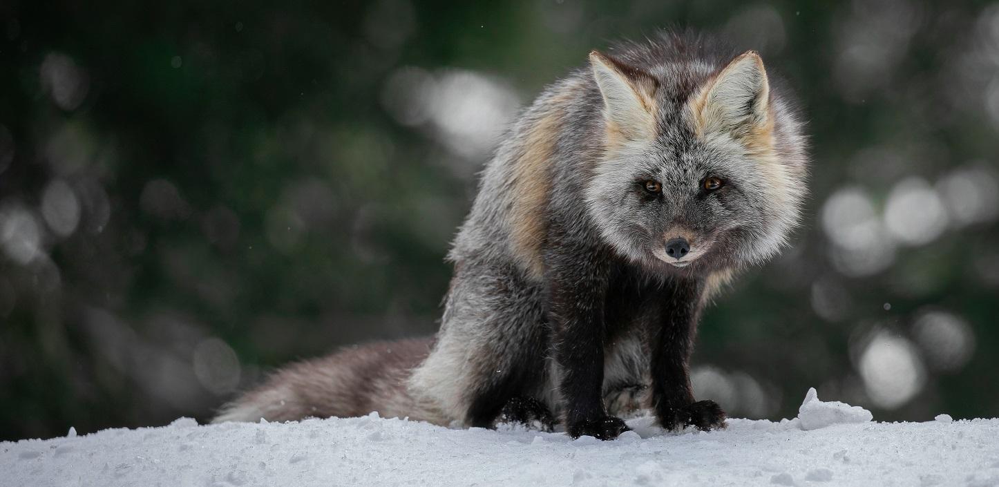 National Fish and Wildlife Foundation announces America the Beautiful ...