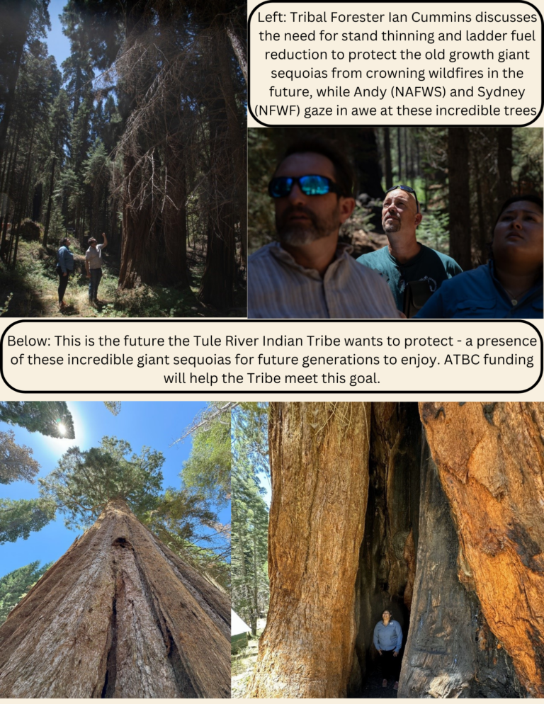 Tribal Highlight: Tule River Indian Tribe Awarded Funds for Wildfire Resilience and ...