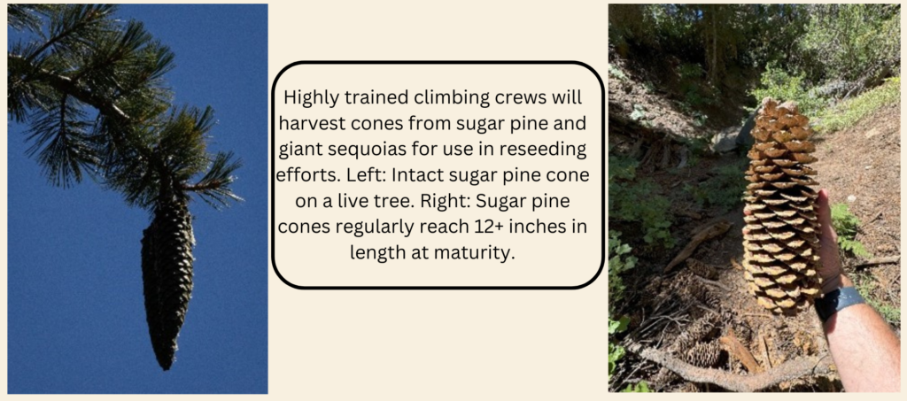 Tribal Highlight: Tule River Indian Tribe Awarded Funds for Wildfire ...