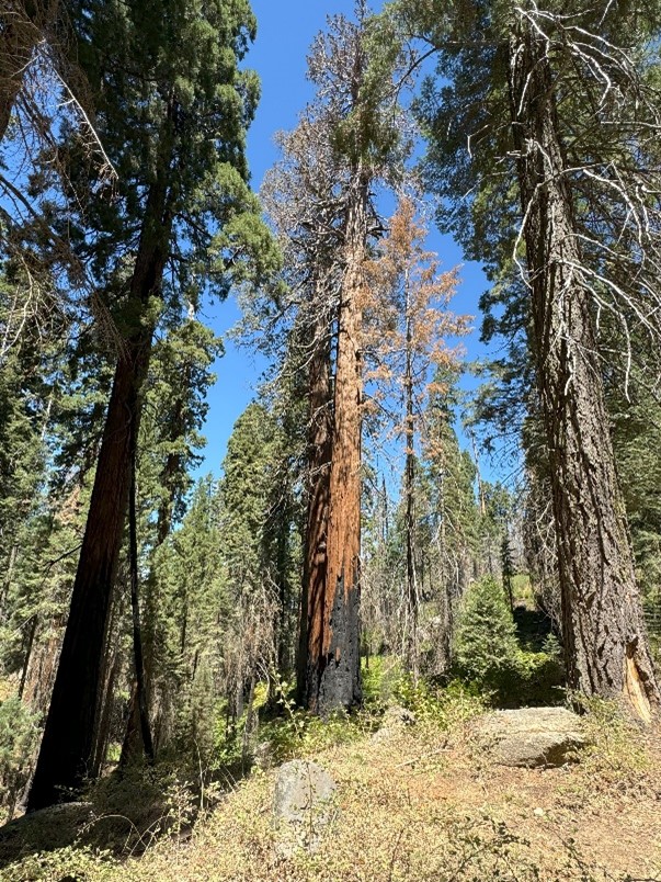 Tribal Highlight: Tule River Indian Tribe Awarded Funds for Wildfire ...