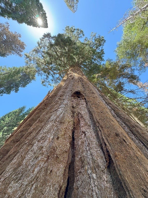 Tribal Highlight: Tule River Indian Tribe Awarded Funds for Wildfire ...